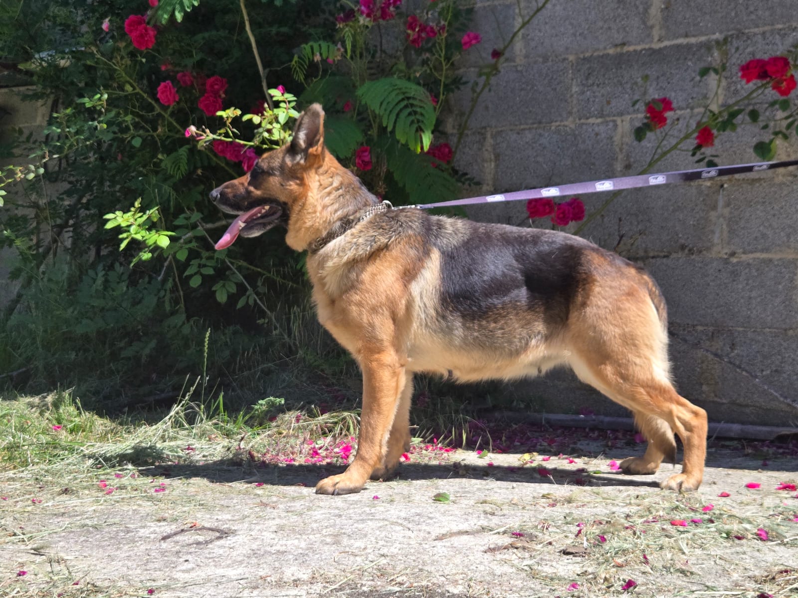 Élevage d'Agathe - Berger Allemand en Dordogne